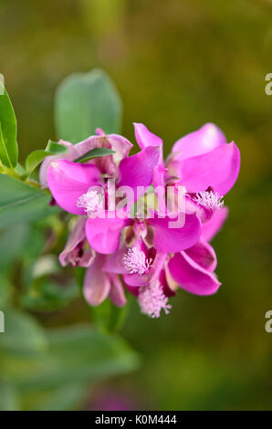 Polygala myrtifolia - Mirto-leaf Milkwort (pisello dolce arbusto) è un ...