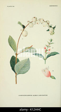 Addisonia, New York, New York Botanical Garden, 1916-1964, periodici ...