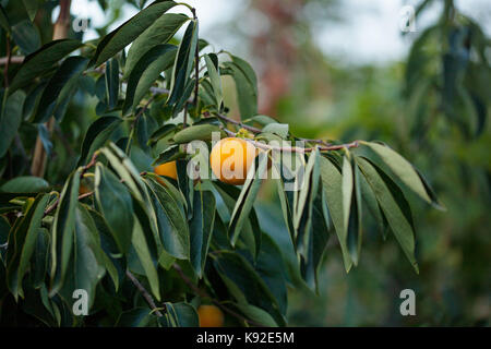 Persimmon tree e di colore arancio brillante contrasto cachi ...