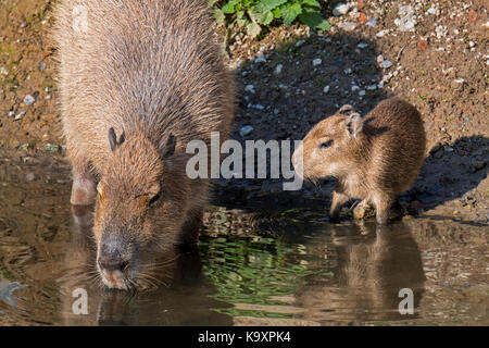Capibara (hydrochoerus hydrochaeris / hydrochoeris hydrochaeris) acqua ...