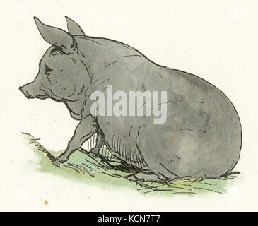Anatomia del maiale, disegno Foto stock - Alamy
