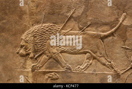 Caccia mesopotamia lion. rilievo. neo-assiri. palace, Ninive, Irak. 645 ...