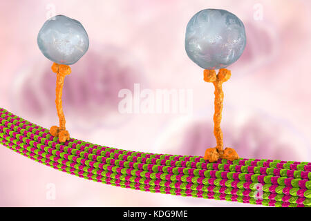 I microtubuli, 3D illustrazione del computer. I microtubuli sono ...