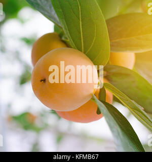 Persimmon tree e di colore arancio brillante contrasto cachi ...