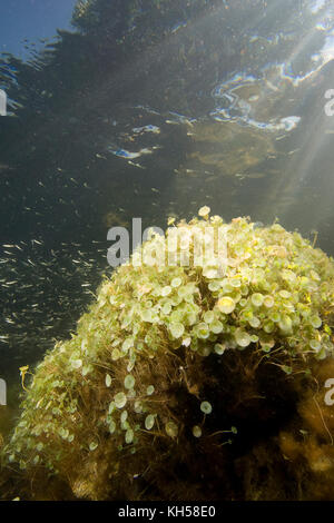 Verde sirena del bicchiere di vino, alghe Acetabularia calyculus ...