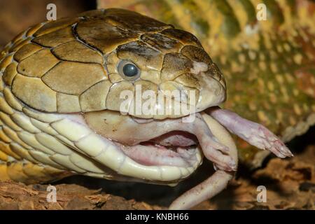 Cobra reale (Ophiophagus hannah) deglutire una rat snake, Bali ...