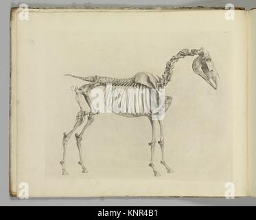 L'anatomia del Cavallo, comprendente una particolare descrizione delle ...