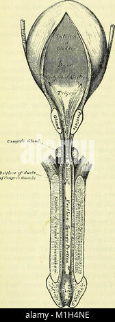 "Anatomia, descrittiva e chirurgica" (1860) è una guida completa all ...
