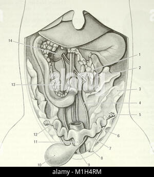 . Anatomia della marmotta (Marmota monax). Marmotta; mammiferi. 28 ...