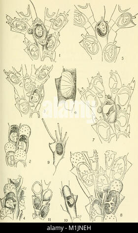 . Allan Hancock Pacific spedizioni. Spedizioni scientifiche. Fig. 230 ...
