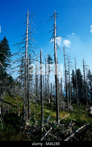 La pioggia acida danneggiato alberi di pino in Karkonosze Parco ...
