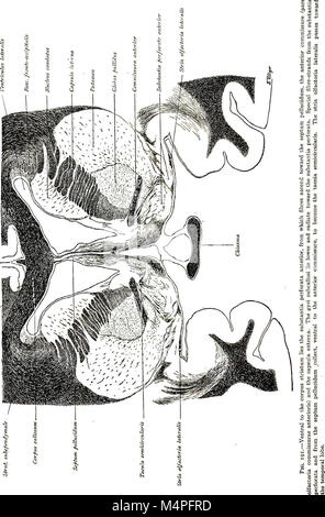 "Cervello e midollo spinale" (1912) è un manuale incentrato sullo ...