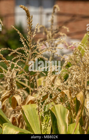 Questo è un verde fiore di mais. Mais Zea mays L. il mais è la coltura ...