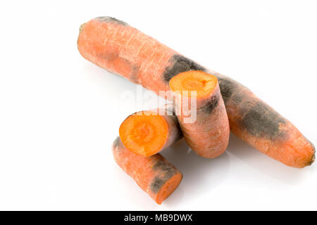 La muffa nera fungo in carota isolati su sfondo bianco Foto stock - Alamy