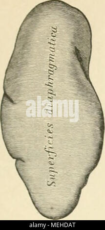 . Die descrittivo topographische und anatomie des Menschen . 9. Gaumen ...