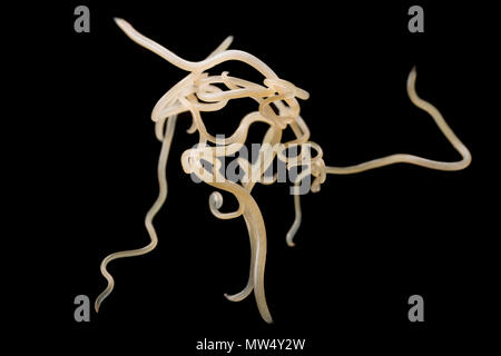 Nematodi parassiti o vermi rotondi nel fegato di merluzzo giallo ...