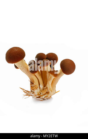 Funghi pioppini freschi selvatici isolati su bianco Foto stock - Alamy
