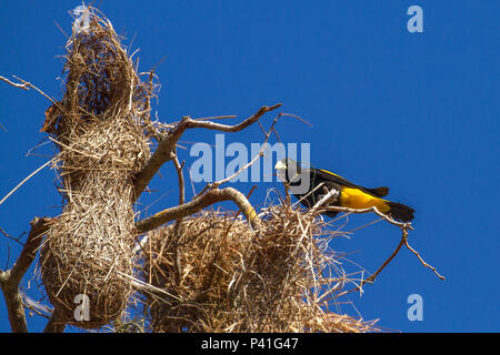 Novo Airão - AM Japiim japiim-xexéu japim japuíra joão-conguinho xexéu ...