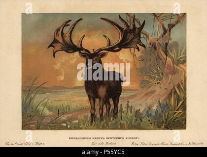 Irish Elk, Megaloceros giganteus, specie estinte di cervo gigante dal ...