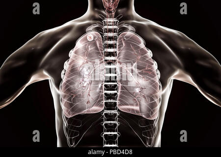 Computer illustrazione che mostra di polmone umano e di anatomia di una ...