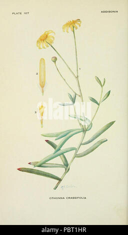 Addisonia, New York, New York Botanical Garden, 1916-1964, periodici ...