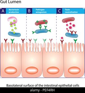 Enterocita. Cellula epiteliale assorbente intestinale con microvilli ...