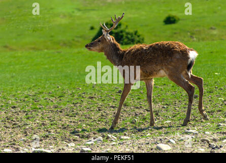Un unico periodo di muta i cervi. Il cervo perde i suoi capelli. Si ...