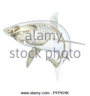 Illustrazione, anatomia del grande squalo bianco (Carcharodon ...