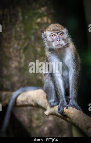 Sumatra scimmia macaco in Gunung Leuser National Park, Sumatra ...