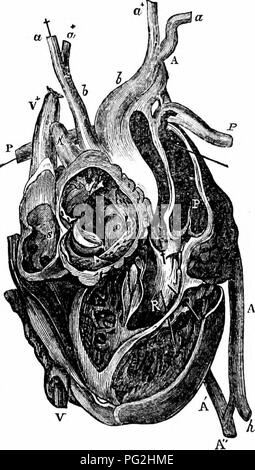 . Anatomia comparata dei vertebrati. Anatomia, comparativo; vertebrati ...