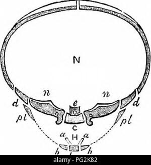 . Elementi di anatomia comparata dei vertebrati. Anatomia, comparativo ...