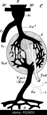 . Elementi di anatomia comparata dei vertebrati. Anatomia, comparativo ...