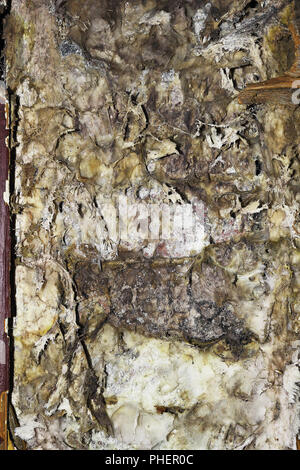 Serpula lacrymans ( dry rot ) rizomorphs su legno; questo è il più ...
