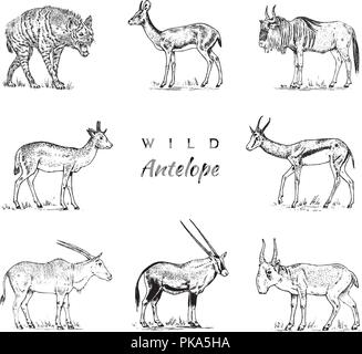 Selvatico Africano antilopi, cervi o doe. Duiker e springbok. Un ...