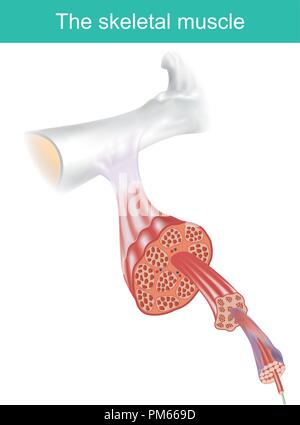 Il muscolo scheletrico sistema. Scheletro e anatomia muscolare. Delle ...