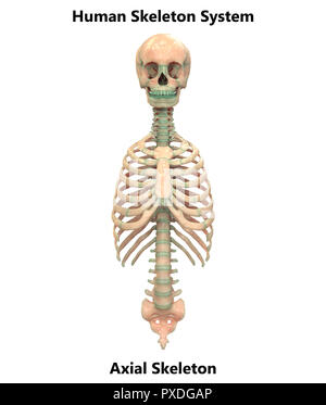 Scheletro umano Appendicular del sistema e dello scheletro assiale ...
