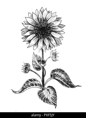 Semi di girasole. L'inchiostro bianco e nero disegno Foto stock - Alamy