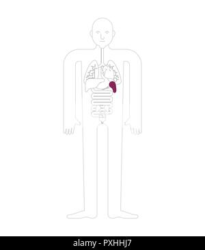 Struttura anatomica degli organi addominali. Milza, fegato, colecisti ...