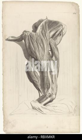 Illustrazione dei muscoli della parte superiore del braccio destro ...