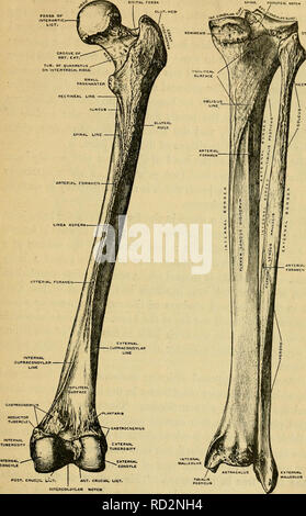 . Fisiologia elementare. Fisiologia; fisiologia. Lo scheletro e le sue ...