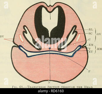 . Cunningham il libro di testo di anatomia. Anatomia. terior superficie ...