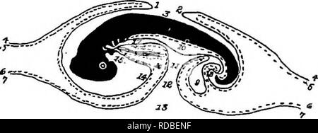 . L'anatomia dei polli domestici . Animali domestici; medicina ...