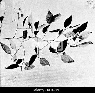 . La flora dell'Algeria. La botanica. Celti Ausstralis NO - Celtidoas ...