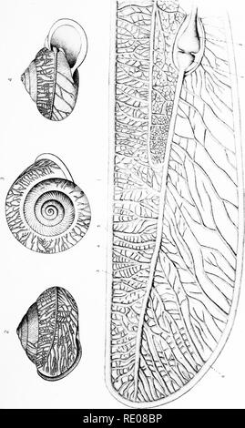 . Anatomia e fisiologia di Polygyra Albolabris e Limax Maximus ed ...