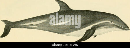 . Contributi per la storia naturale dei cetacei. Un riesame della ...