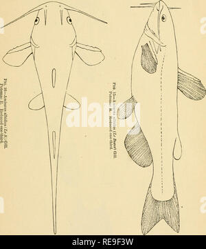 . Contributi al North American ittiologia. Pesci. FlO. 69 (6)-Noturus ...