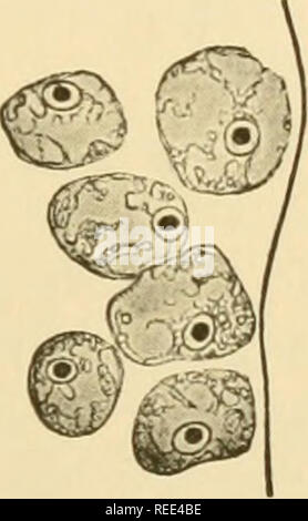 . Morfologia comparata dei funghi. Funghi. 38 morfologia comparata dei ...