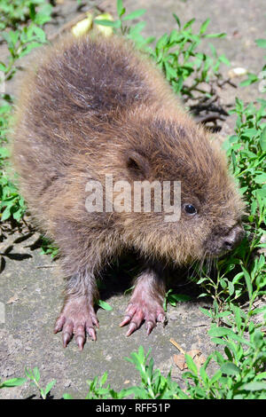 Castoro eurasiatico o castoro europeo, Europäische Biber, Eurasischer ...