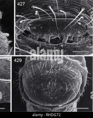 . Bonner zoologische Monographien. Zoologia. 105. La Fig.65: vista ...