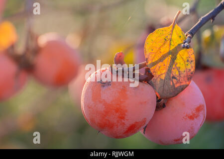 Persimmon tree e di colore arancio brillante contrasto cachi ...